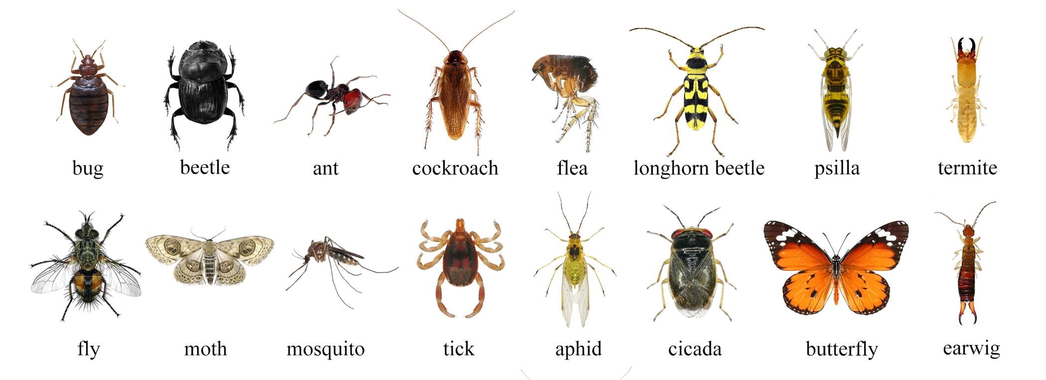 Pest Library - Advance Pest Control